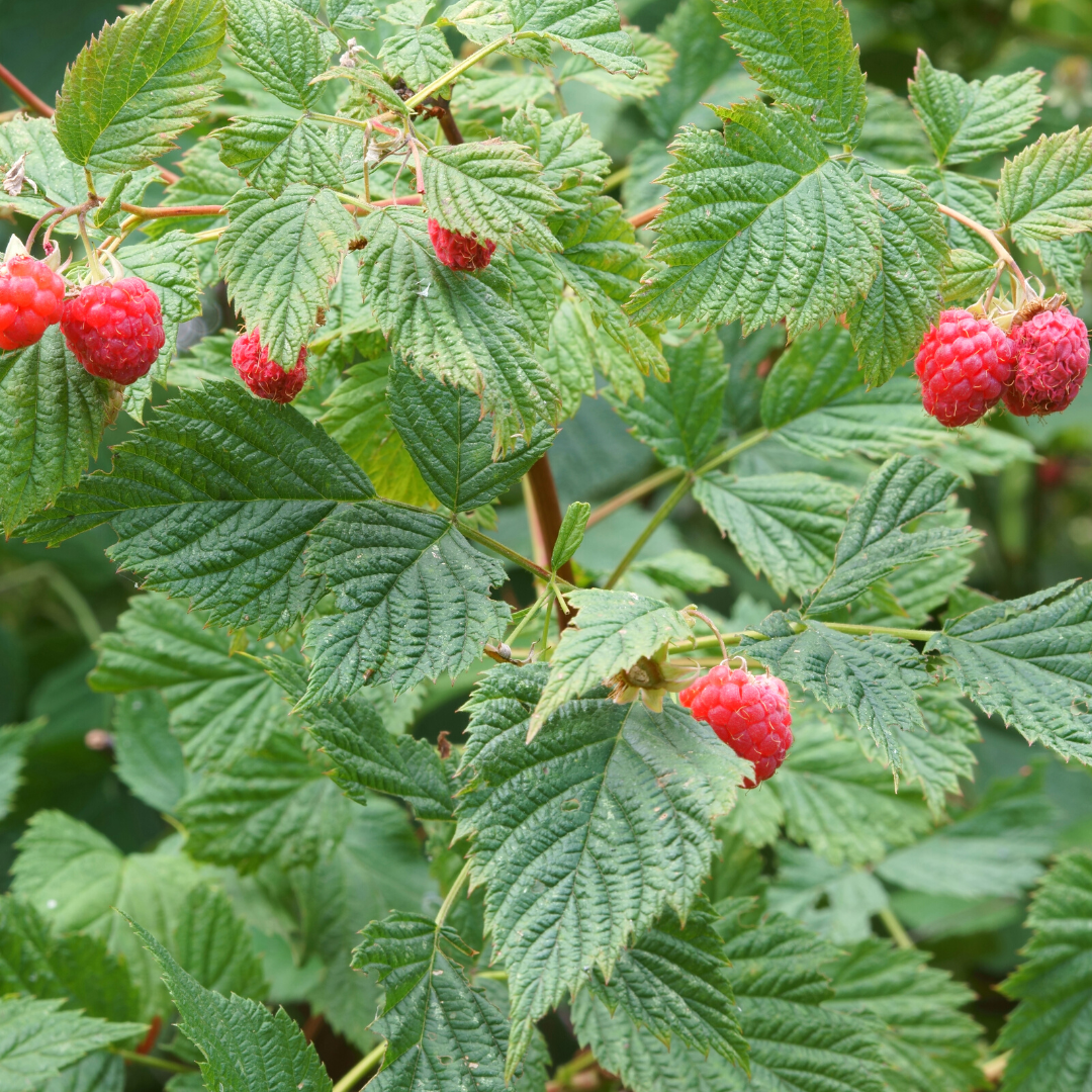 The Benefits of Red Raspberry Leaf for Pregnancy and More – Root 2 ...