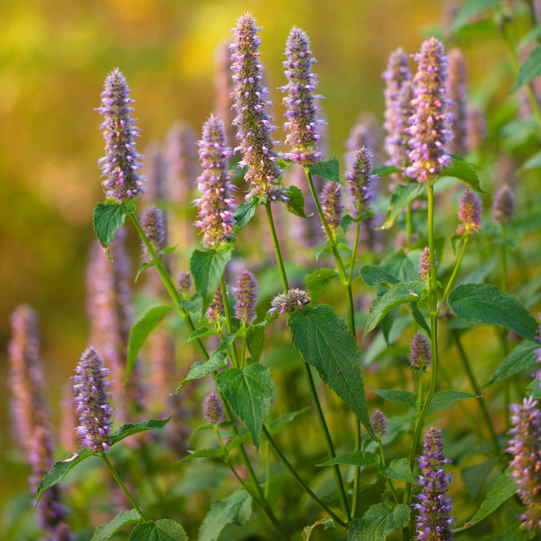 Hyssop Benefits and Natural Properties – Root 2 Route Botanicals ...
