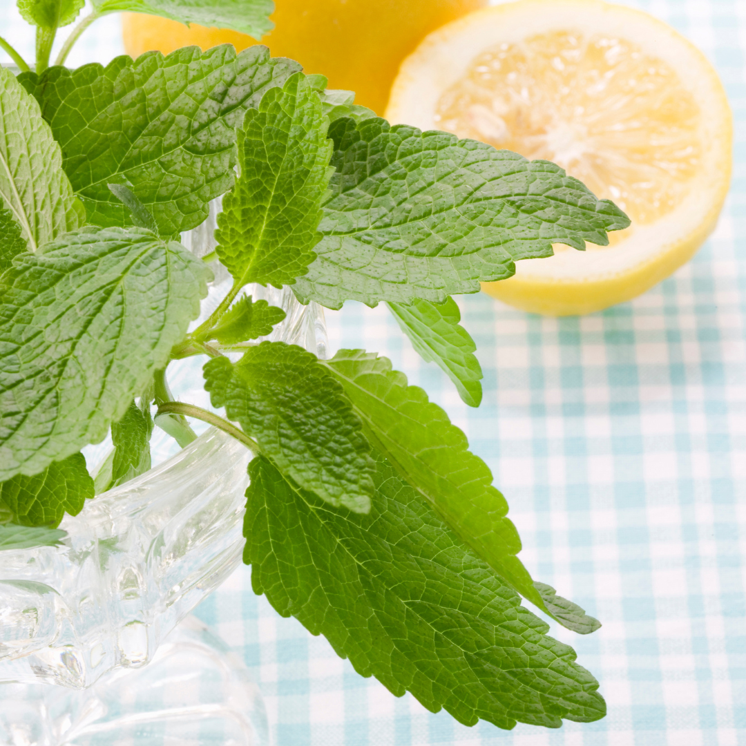 Uses and Benefits of Lemon Balm in Natural Medicine – Root 2 Route ...